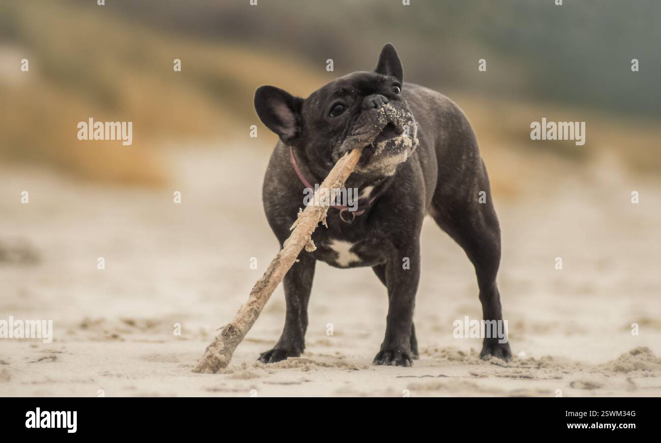 French bulldog with stick Stock Photo - Alamy