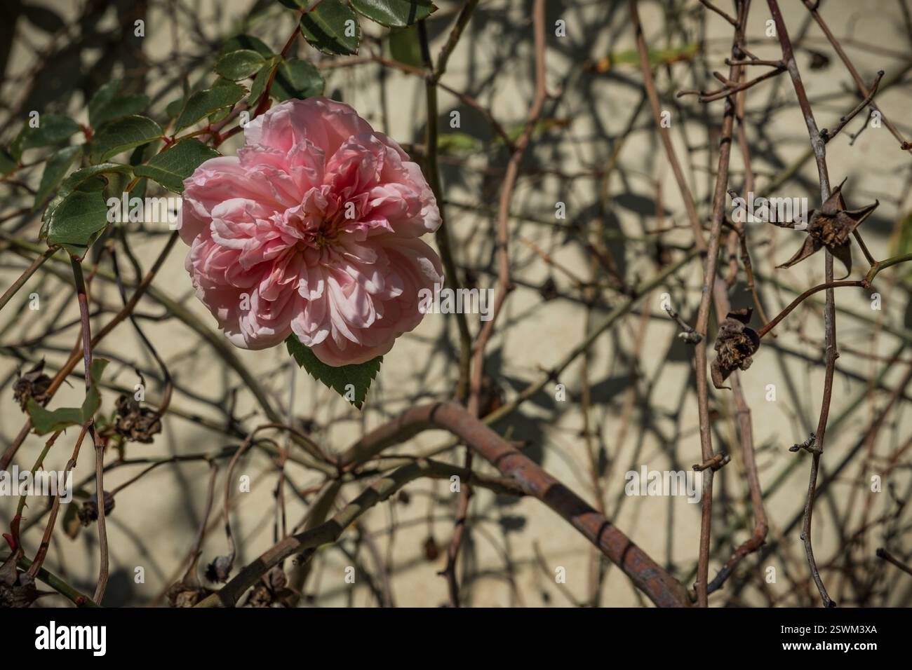Pink damask rose in hi-res stock photography and images - Alamy