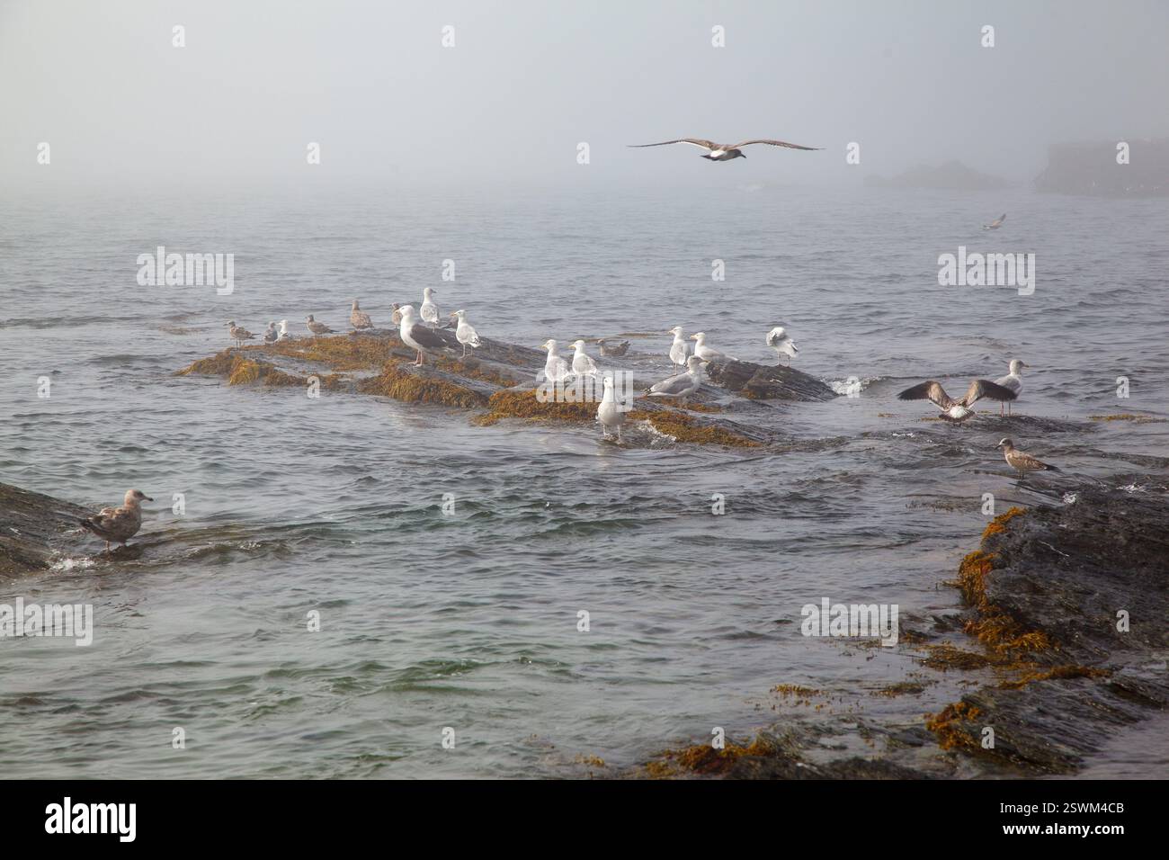 A group of Parasitic Jaeger birds under the fog at castle hill cove in Newport, Rhode Island ...