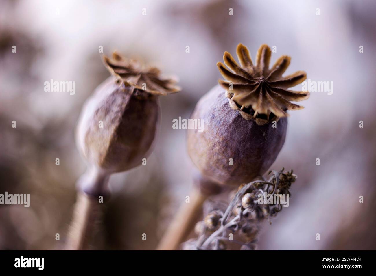 Dry poppy heads and other dried flowers, vintage colors, macro ...