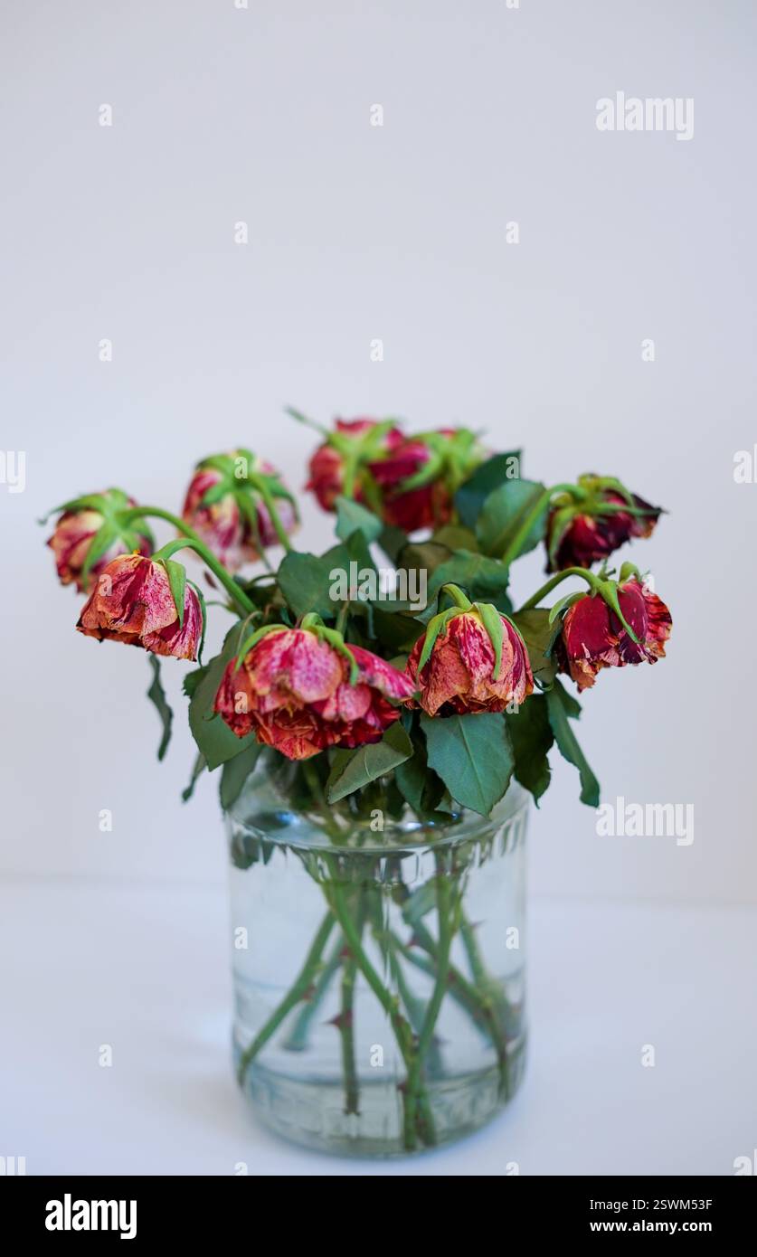 A bouquet of wilted red roses in a transparent glass vase against a ...