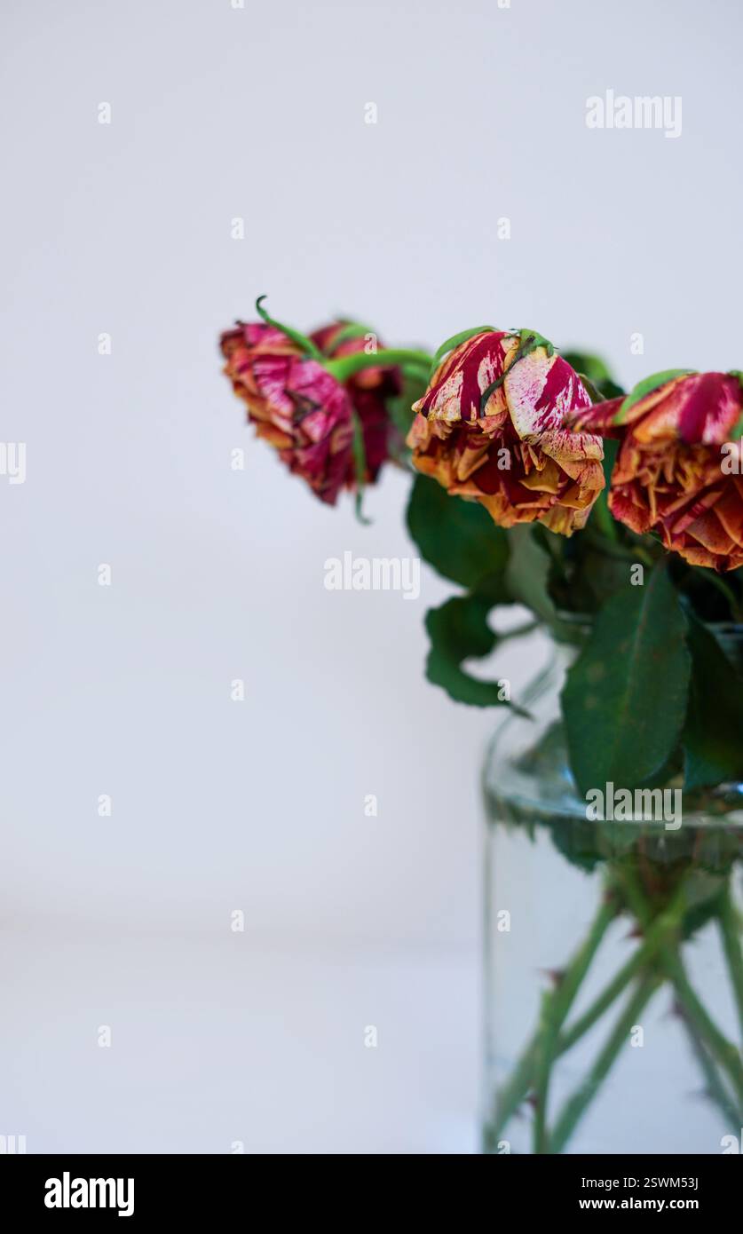 A bouquet of wilted red roses in a transparent glass vase against a ...