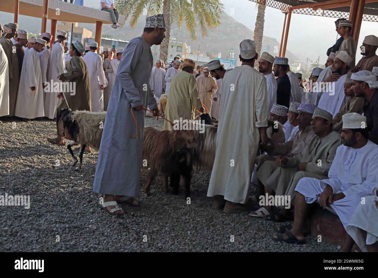 Omani Men with Goats in Parade Ring at Nizwa Livestock Market Nizwa ...