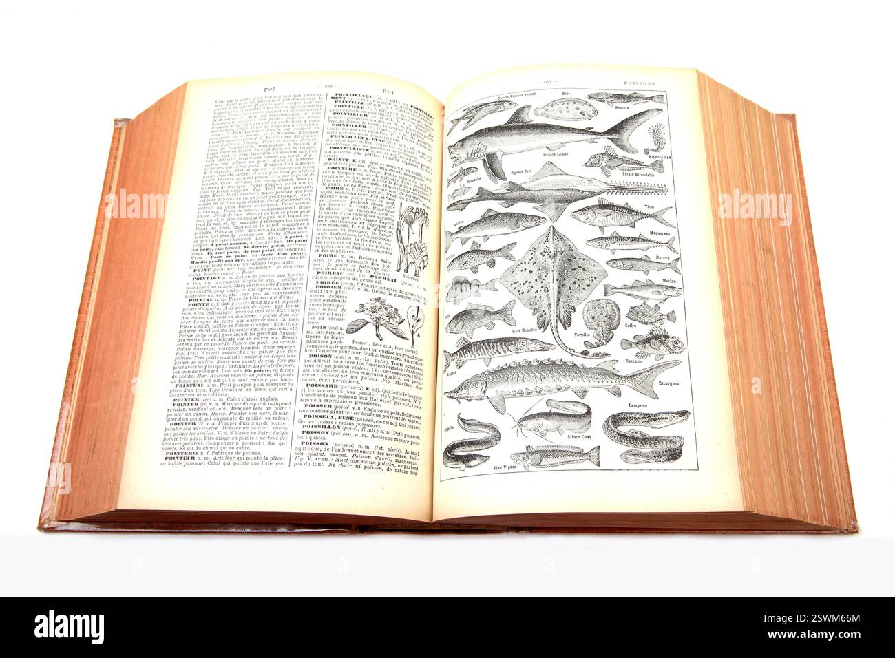 Illustre hi-res stock photography and images - Alamy