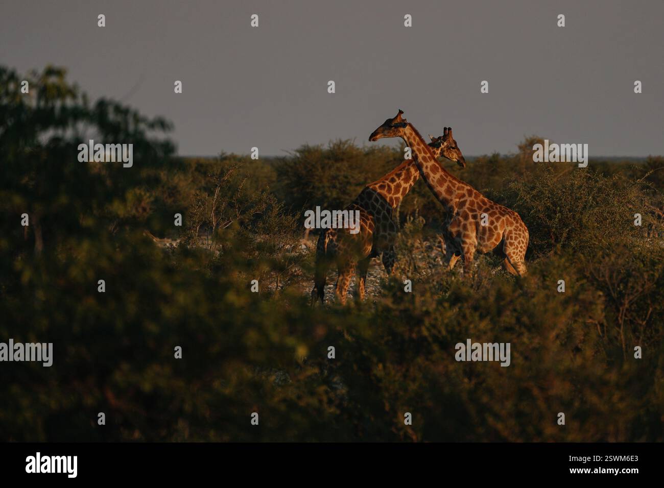 A beautiful spotted giraffes standing in the dawn light in the savannah ...