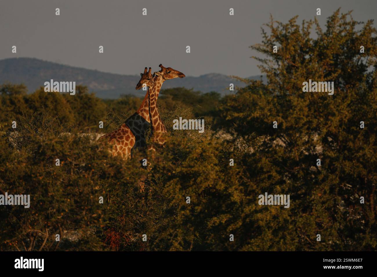 A beautiful spotted giraffes standing in the dawn light in the savannah ...