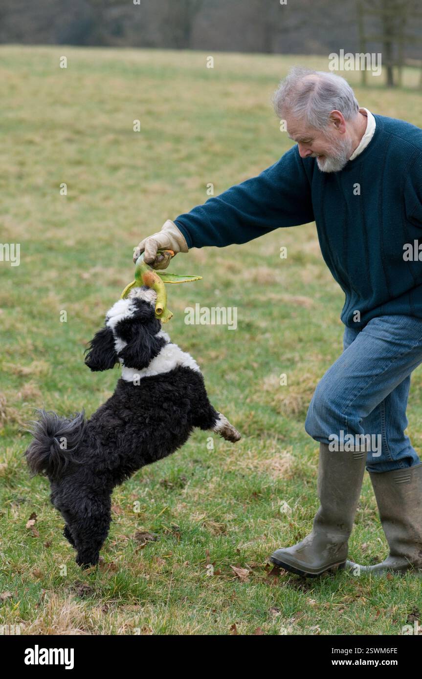 Dog playing with master in tug-of-war Stock Photo - Alamy