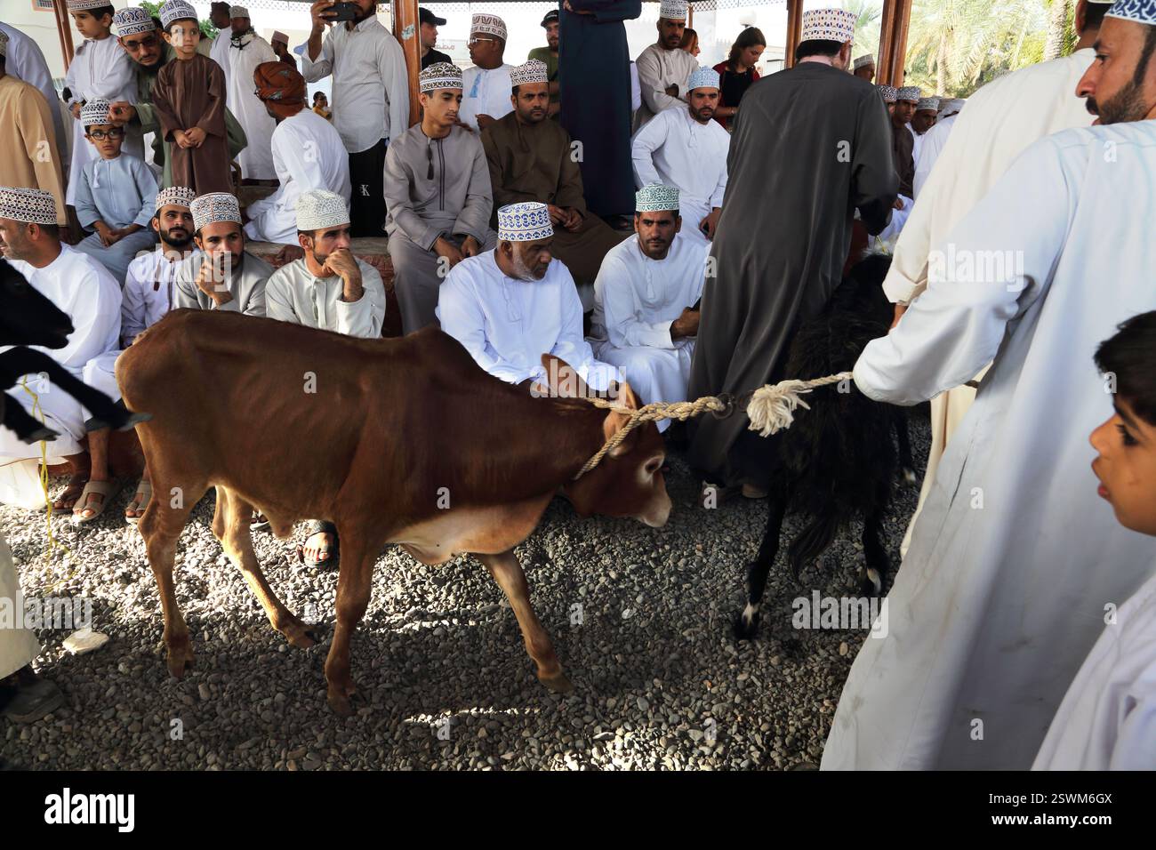 Omani Man Leading Cow by Rope Around Parade Ring at Nizwa Livestock ...