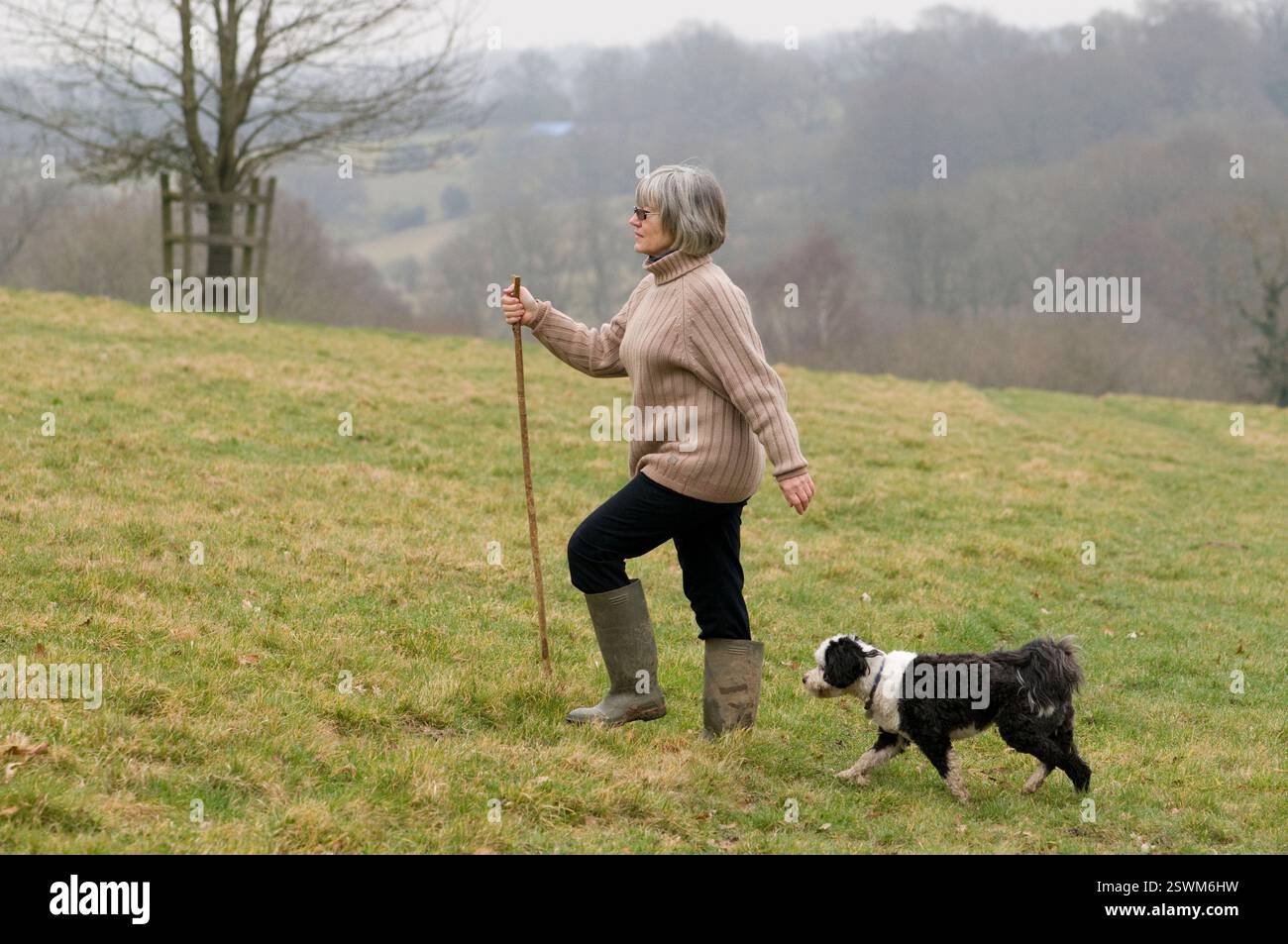 Dog going for a walk/exercise with owner Stock Photo - Alamy