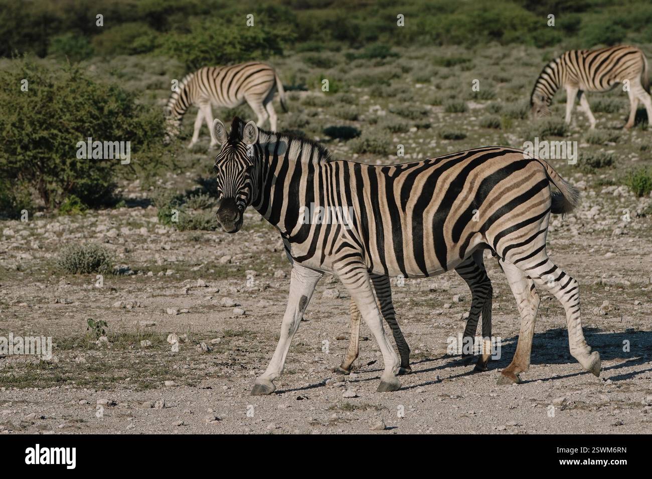 A zebra mare and her foal are walking in the savannah at sunset in the ...