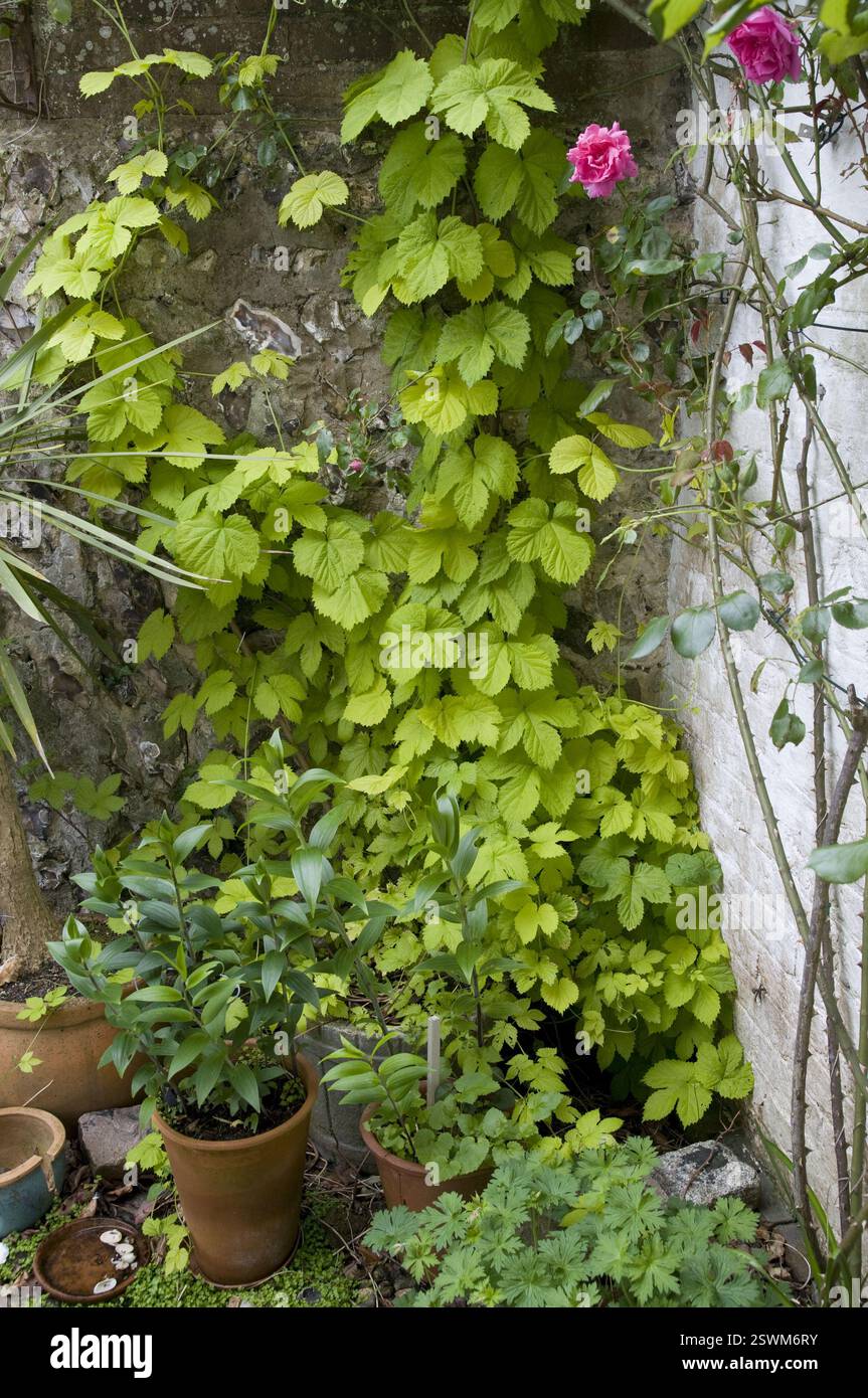 Golden hop and climbing rose on wall of cottage garden, Ditchling ...