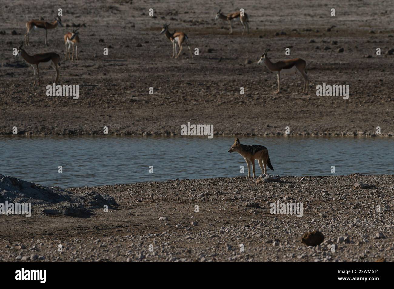 Jackal standing near water hole and watching like group of springboks ...