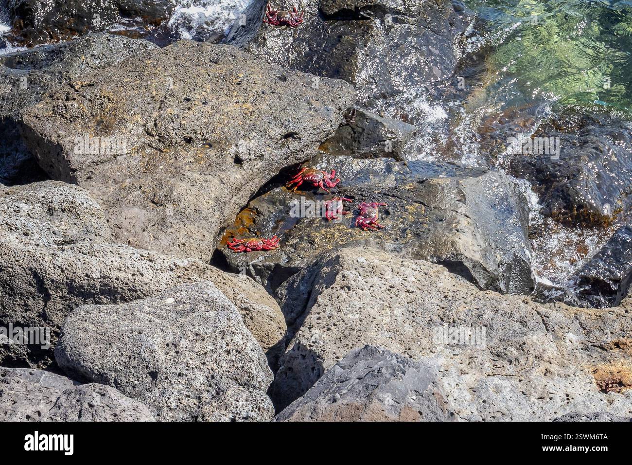 Group of red rock crabs on volcanic rocks at the seas edge in Playa ...