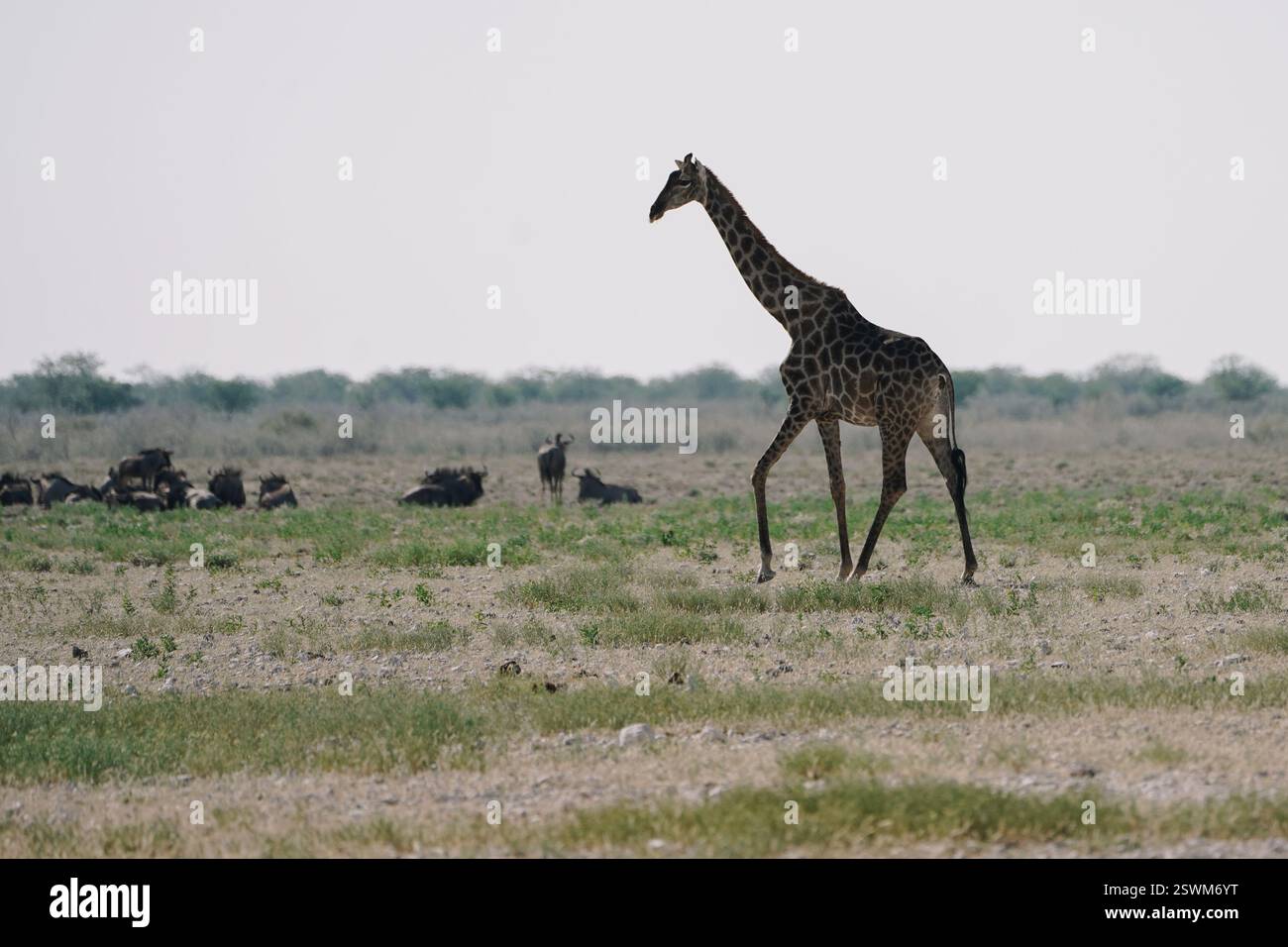 A beautiful spotted giraffe walking near group of blue wildebeest in ...