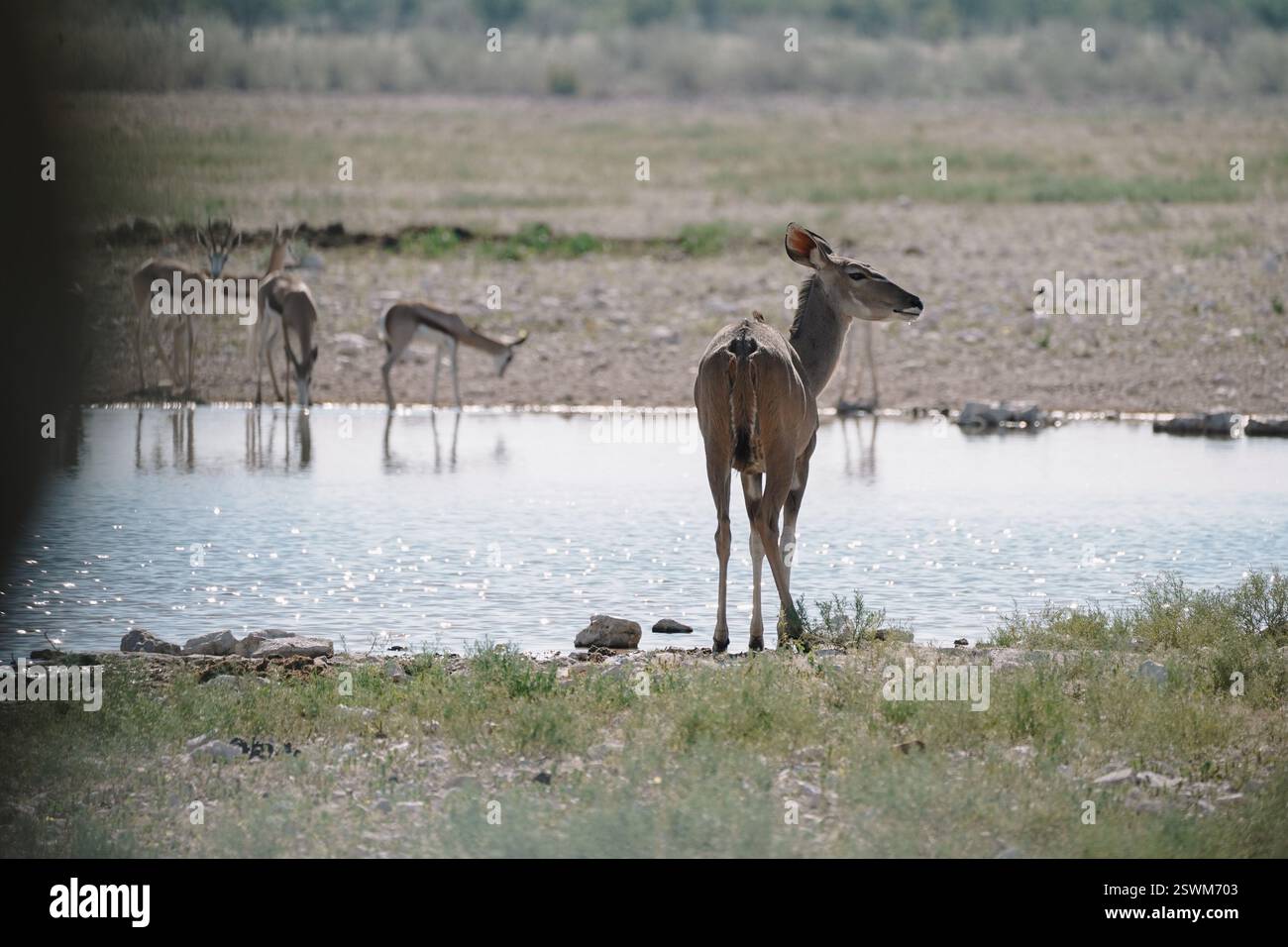 One beautiful female kudu antelope drinking water from watering hole ...
