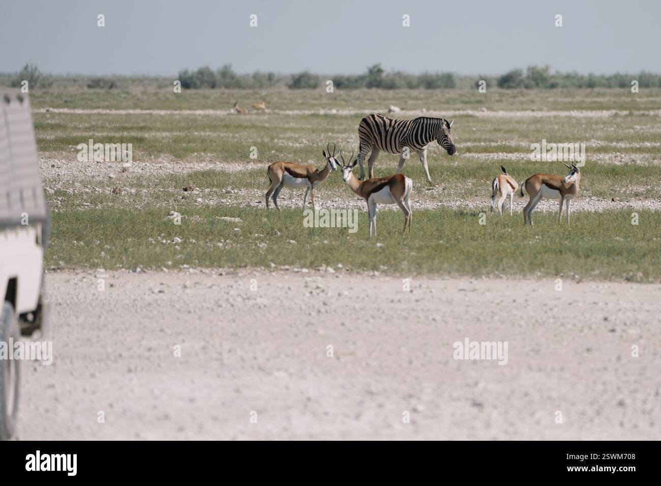 Car driving on the road past wild animals standing on the side of the ...