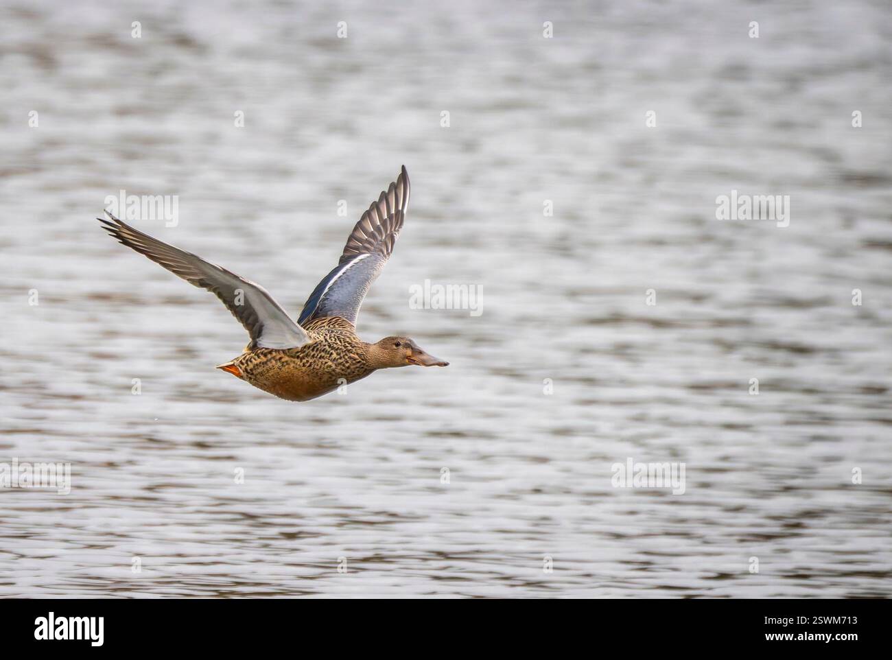 Duck flying over water hi-res stock photography and images - Alamy