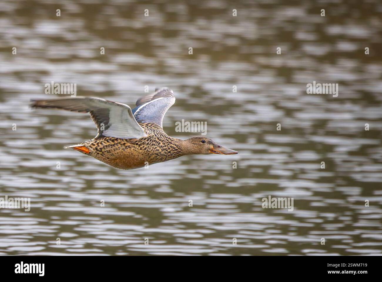 Shoveler duck flying low over lake surface in Wiltshire, UK on 1 ...