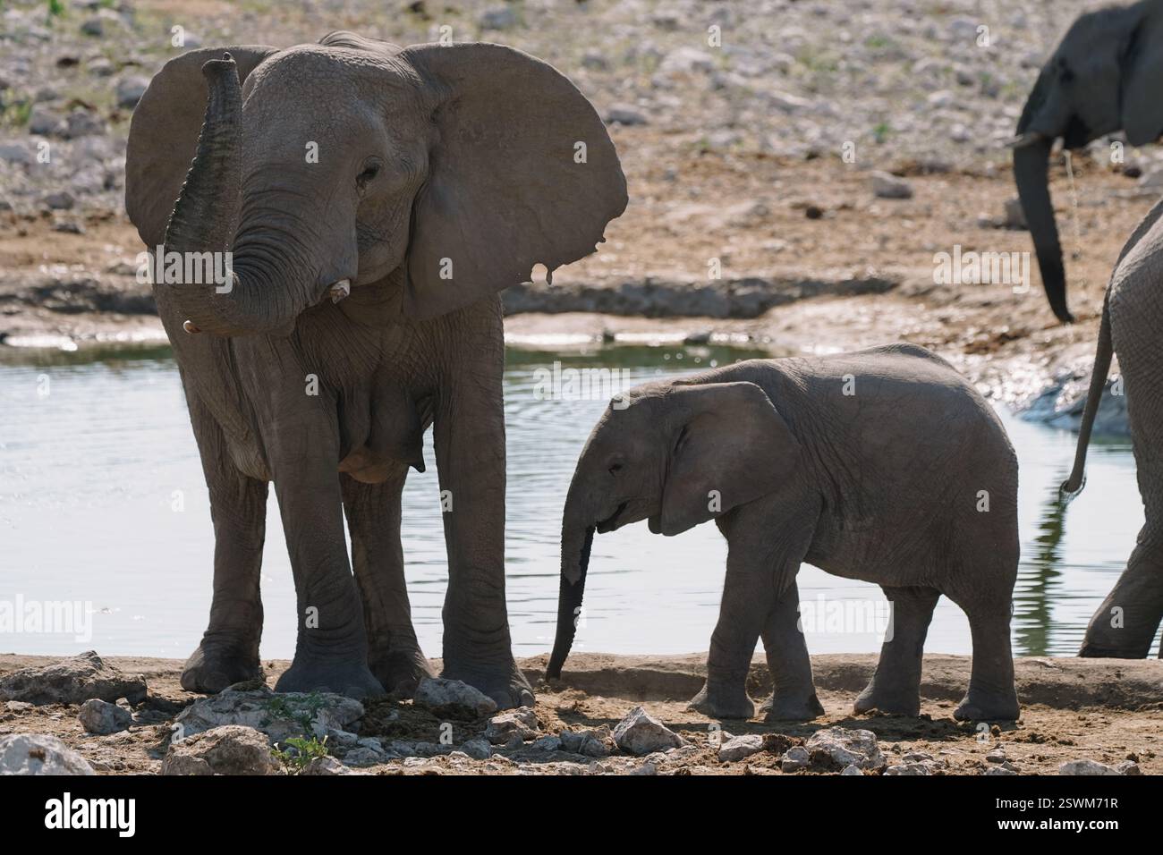 Female elephant and baby elephant and group of elephants bathing and ...