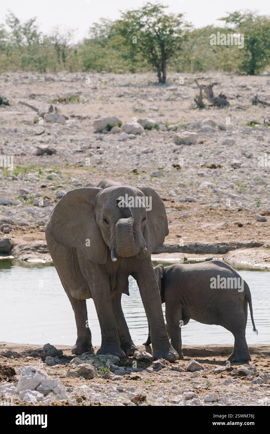 Female elephant and baby elephant drinking at watering hole in the ...