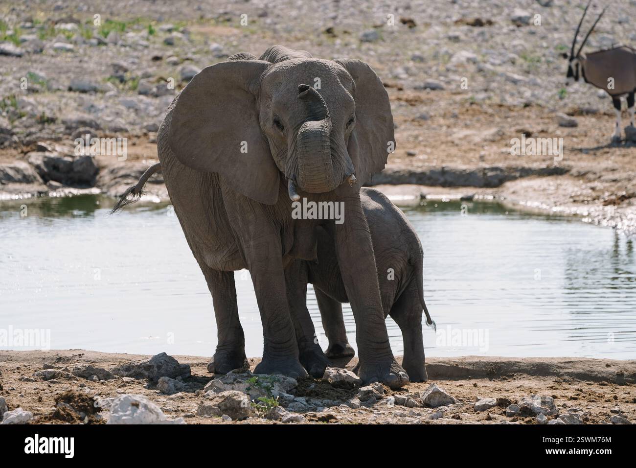 Female elephant and baby elephant drinking at watering hole in the ...