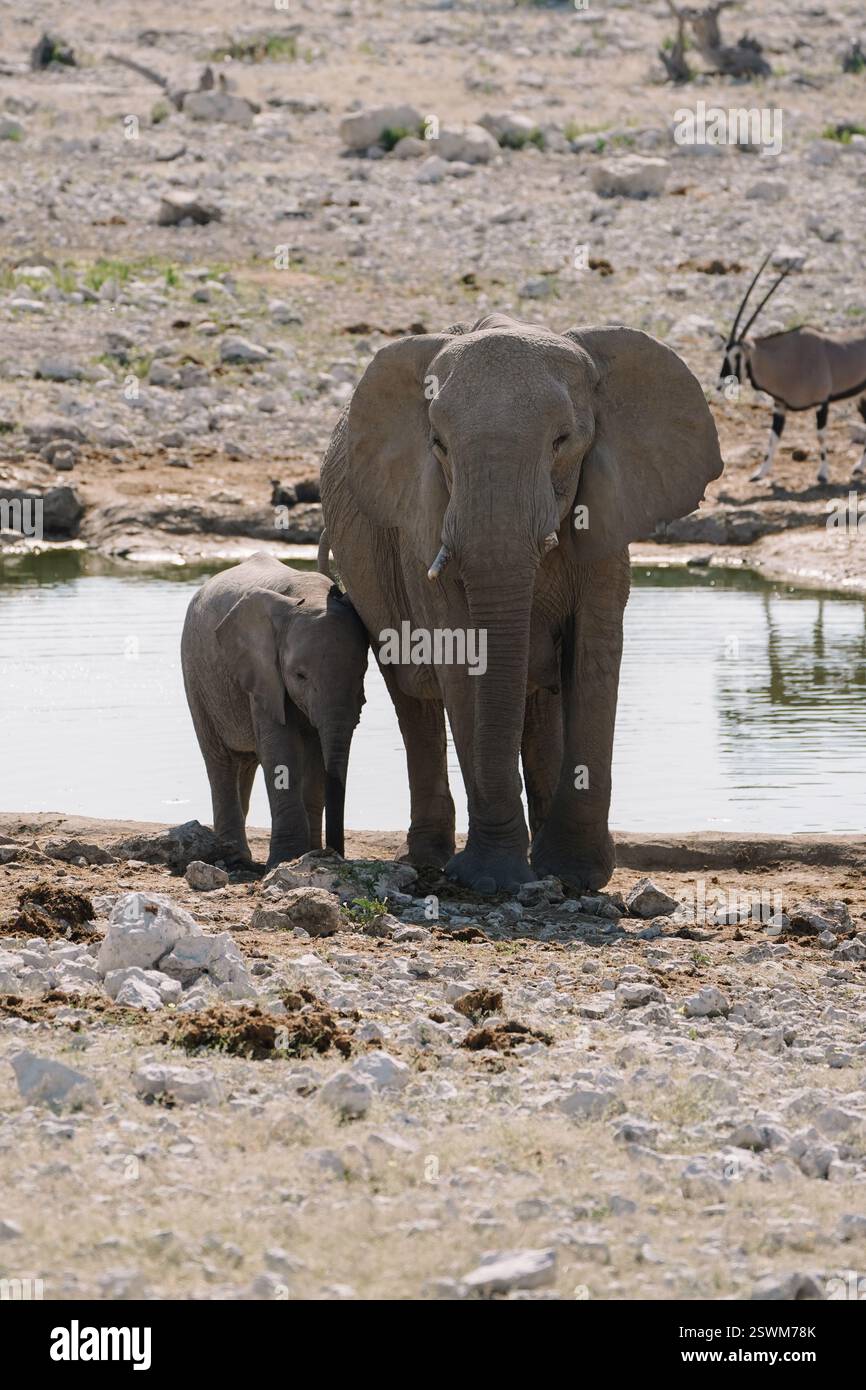 Female elephant and baby elephant drinking at watering hole in the ...