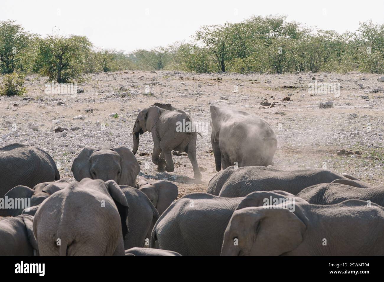 Female elephants chasing a male elephant away from a watering hole in ...