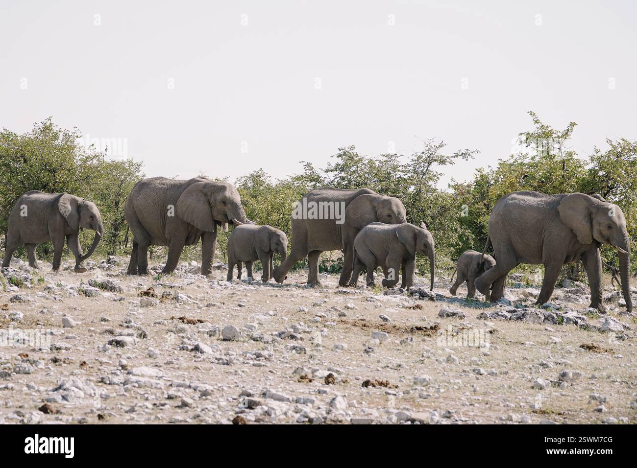 Female elephants and baby elephants walking at watering hole in the ...