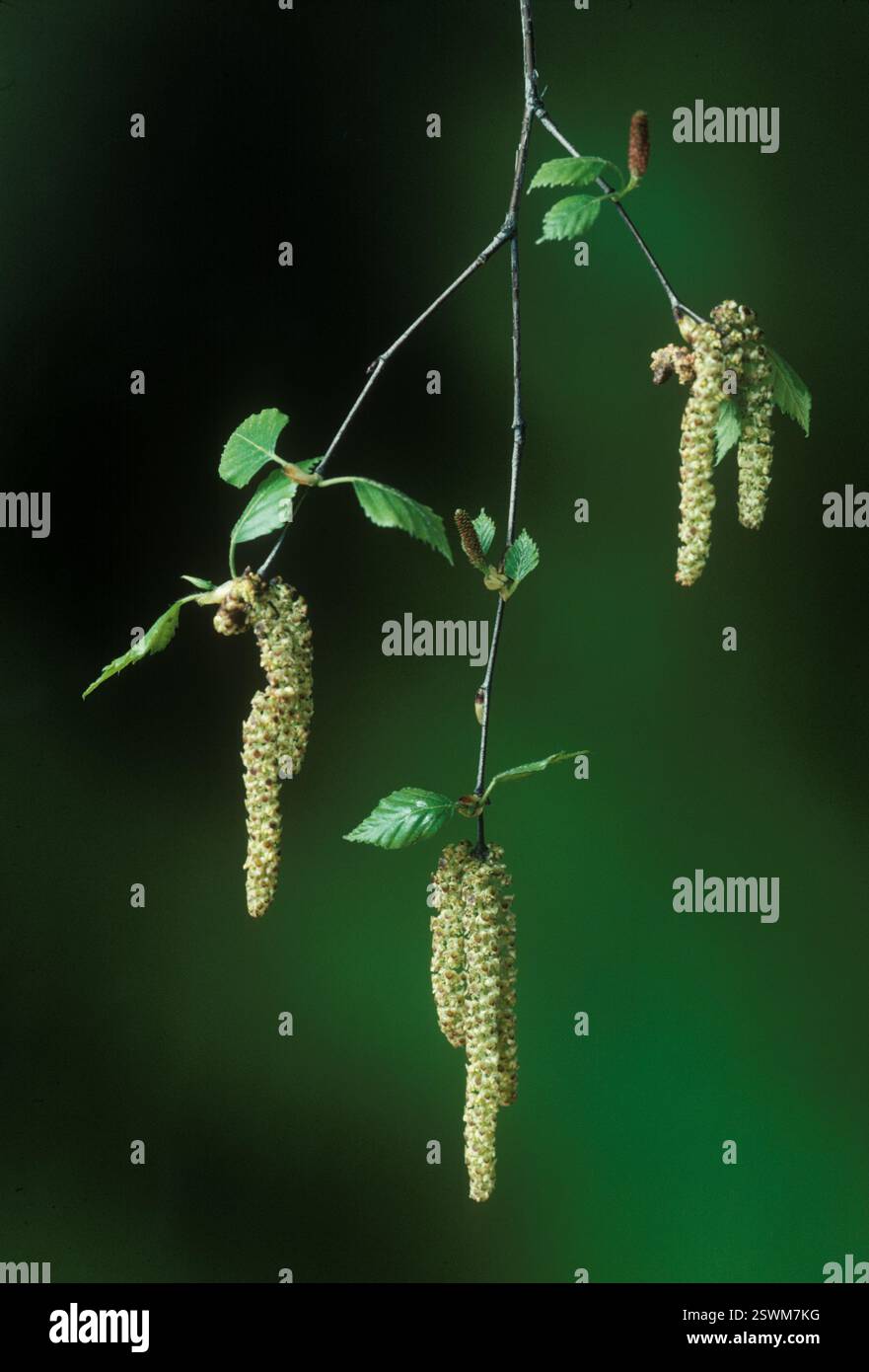 SILVER BIRCH detail Betula pendula male catkins hanging female catkin ...