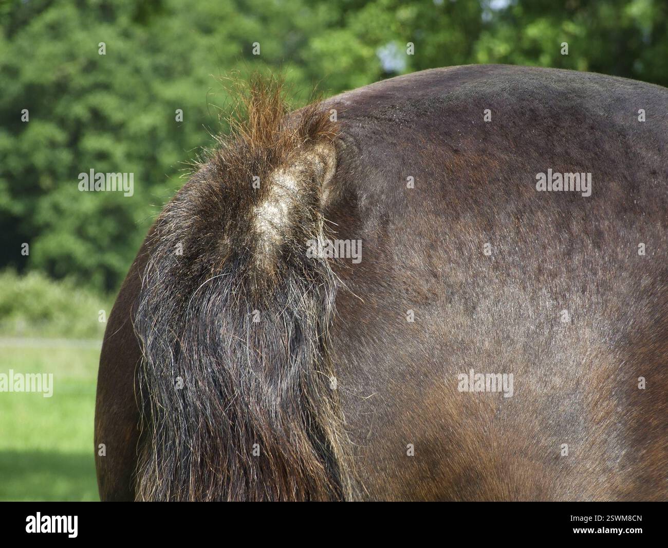 HORSE with SWEET-ITCH damage caused by an allergic reaction to midge ...
