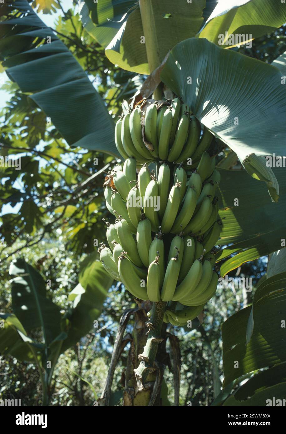 BANANA BUNCH on tree Musa sp. Venezuela South America Stock Photo - Alamy