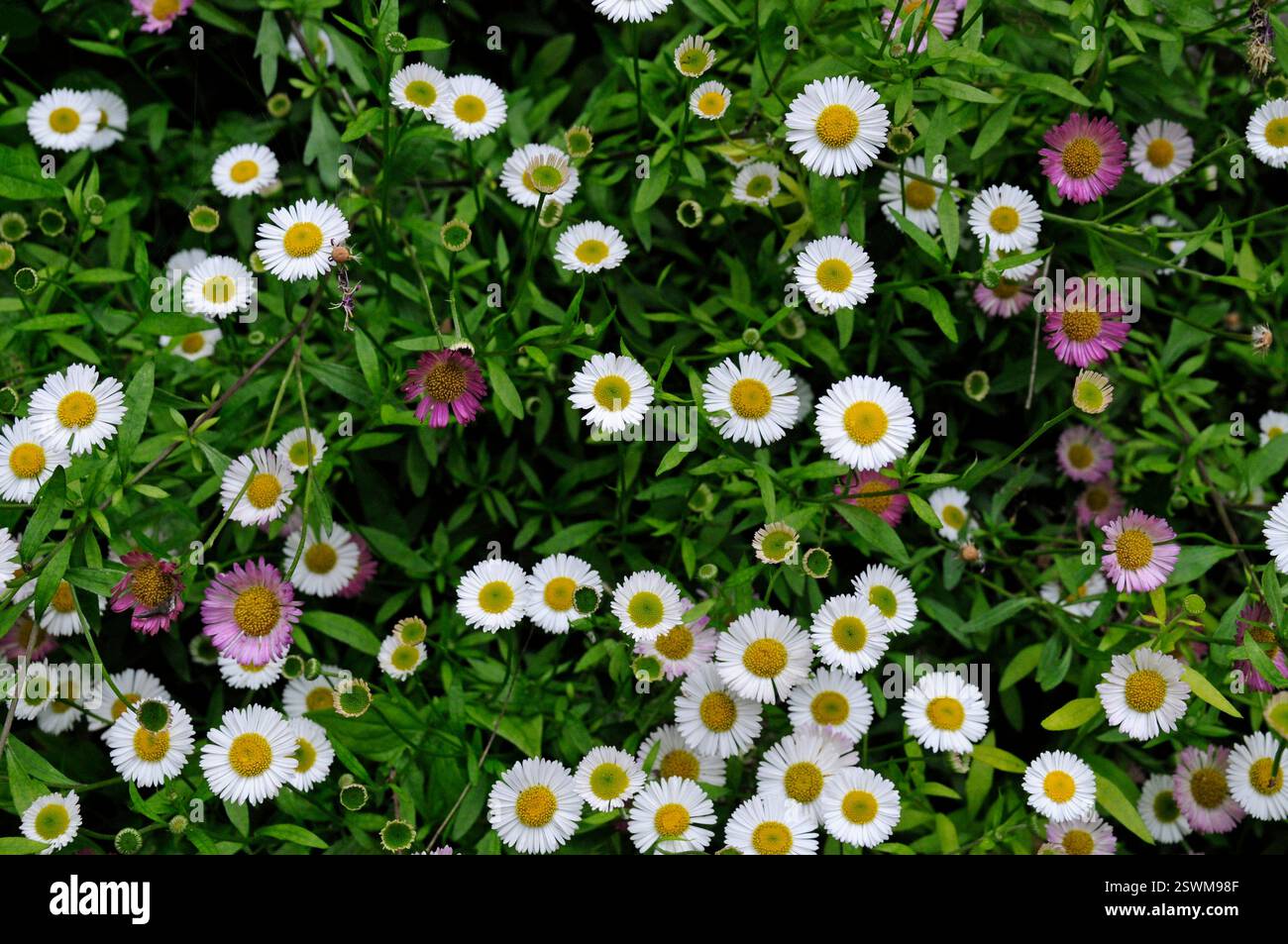 SOUTHERN DAISY (Bellis sylvestris) Italy Stock Photo - Alamy