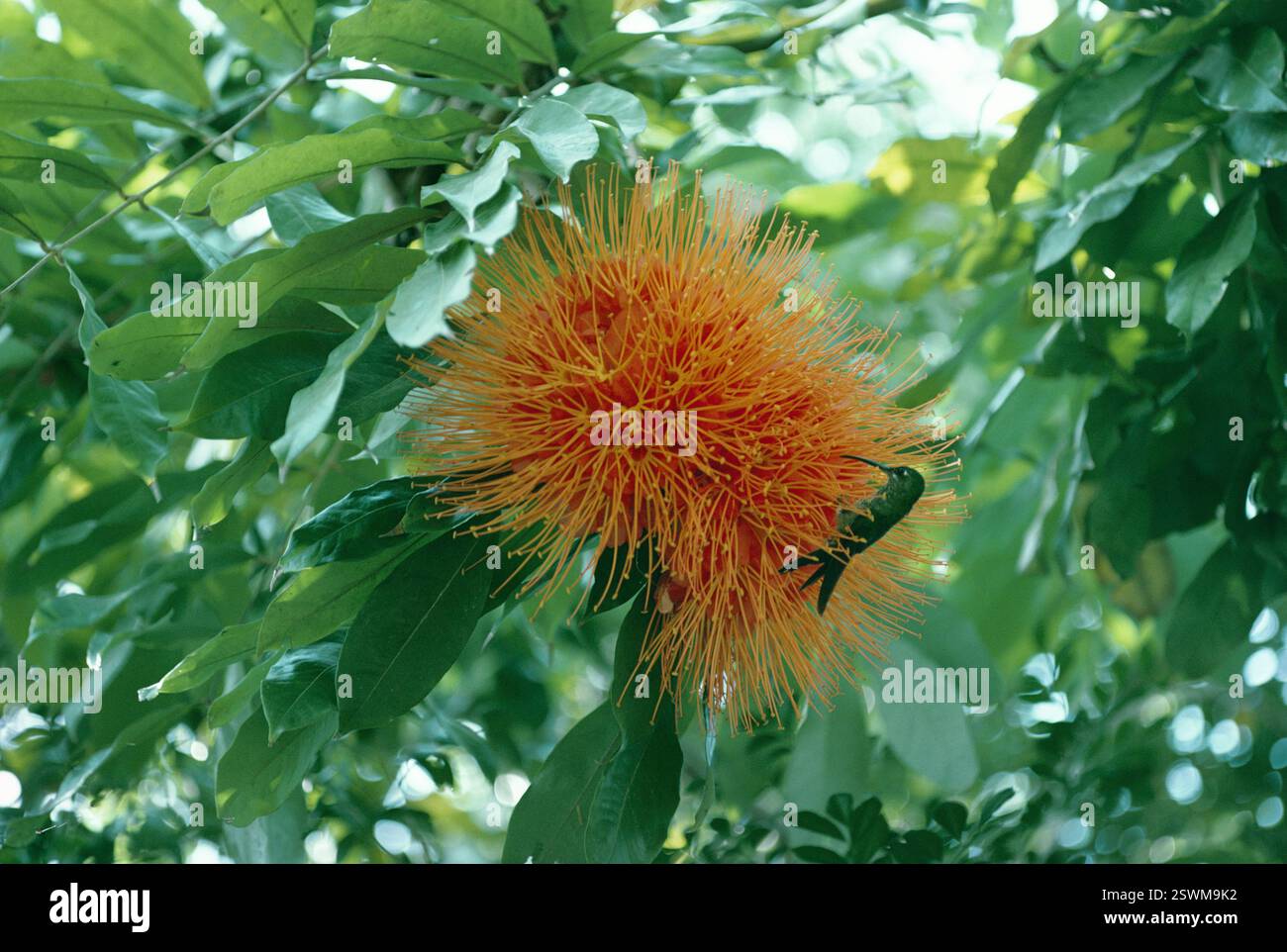 HUMMINGBIRD on bloom of Rose of Venezuela Venezuela South America ...