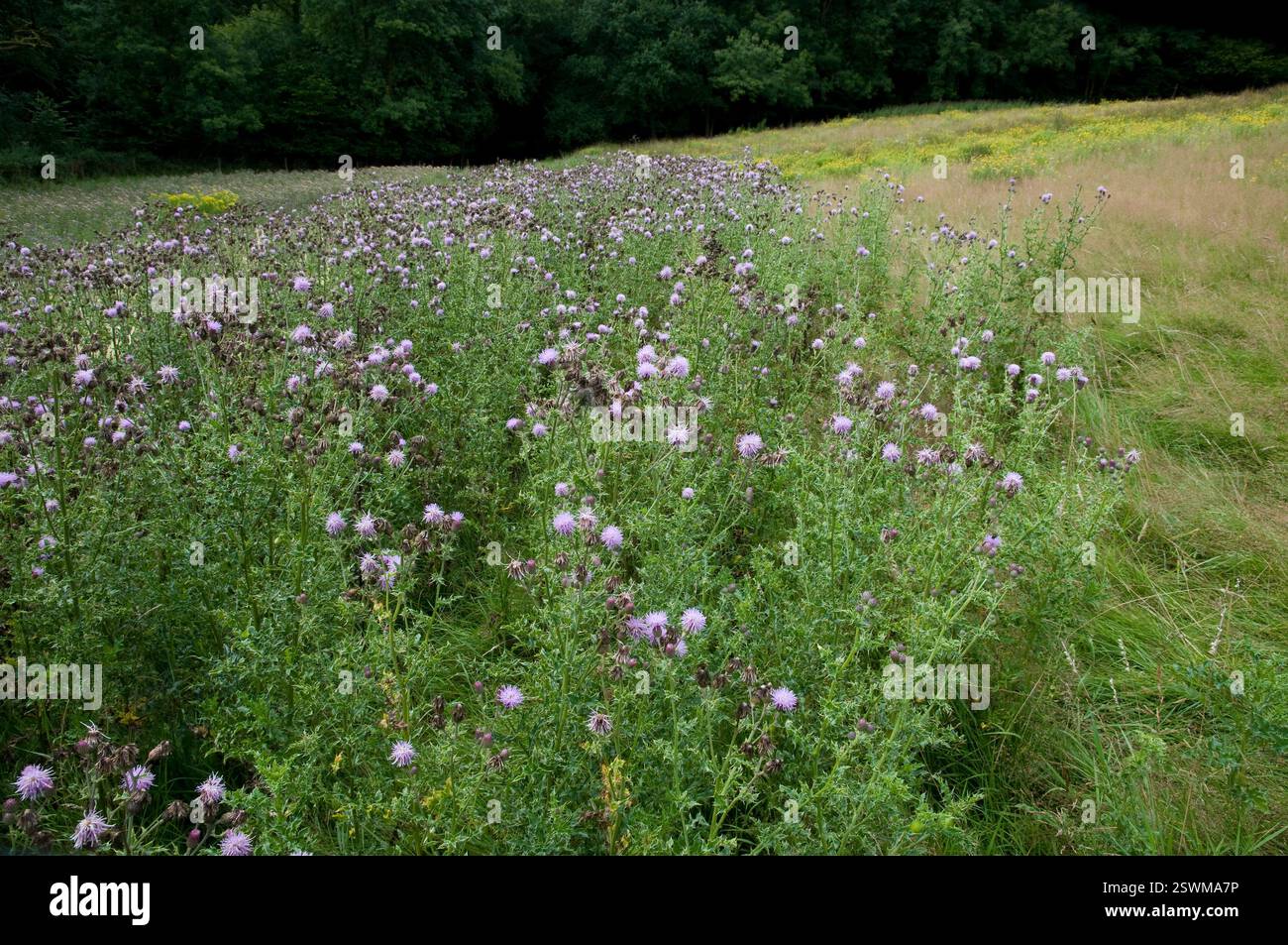 Creeping thistle infestation 194 a hi-res stock photography and images ...