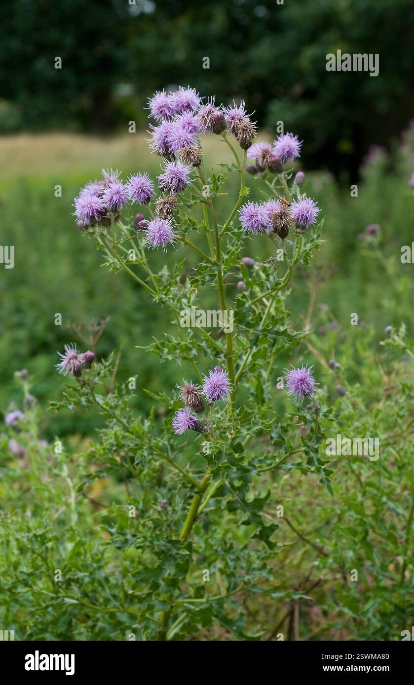 Creeping thistle 941 hi-res stock photography and images - Alamy