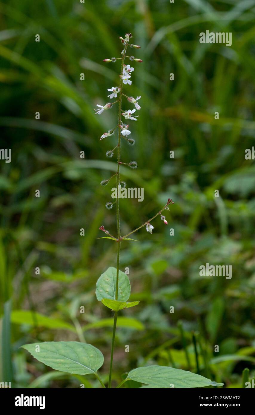 ENCHANTER'S NIGHTSHADE (Circaea lutetiana) a plant of shady woodland ...