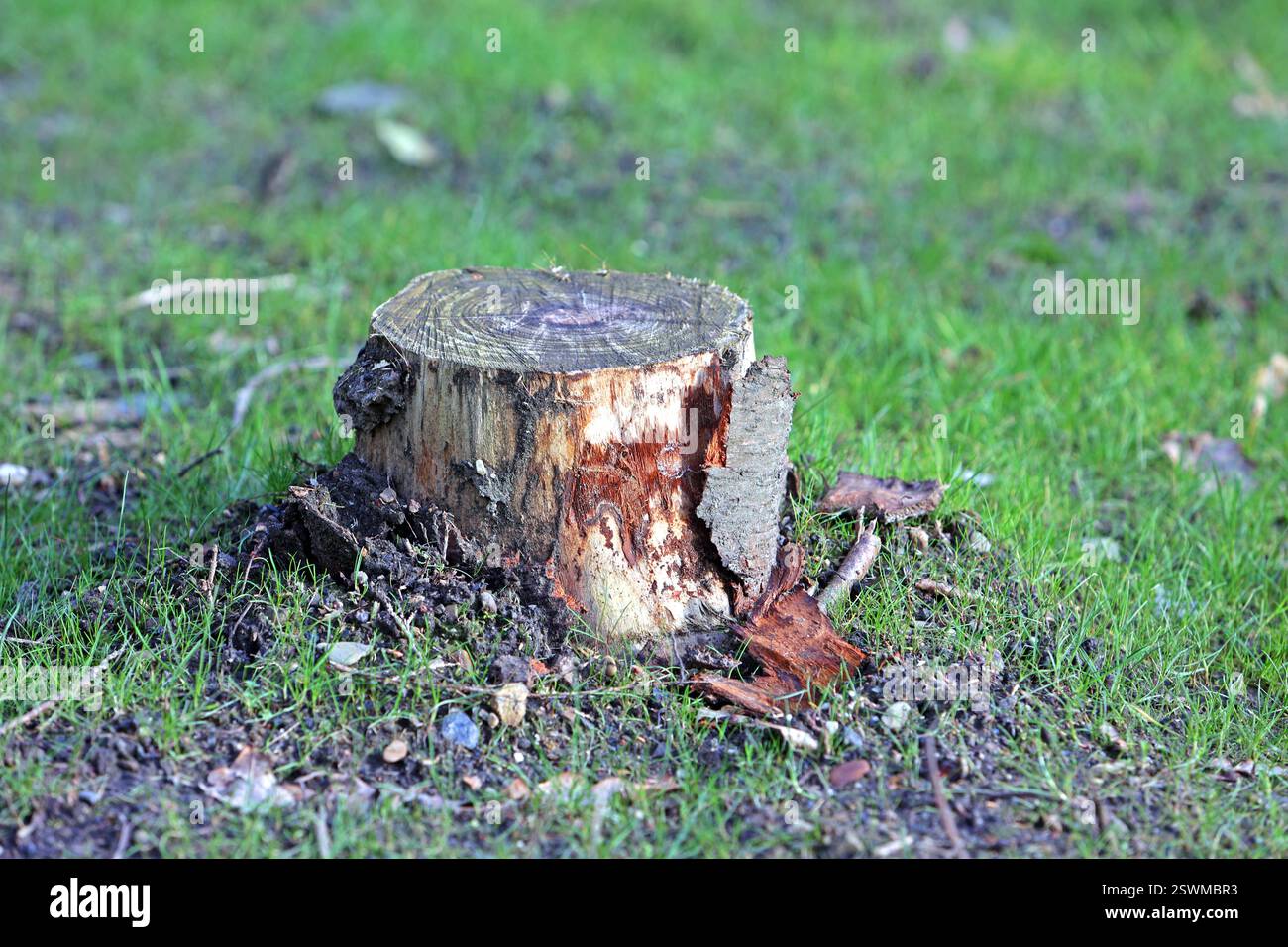 Rodung in Gärten Ein Baumstumpf einer alten Eibe, die in einem Garten ...