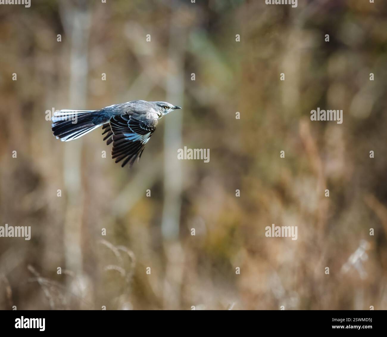 Northern mockingbird flight hi-res stock photography and images - Alamy