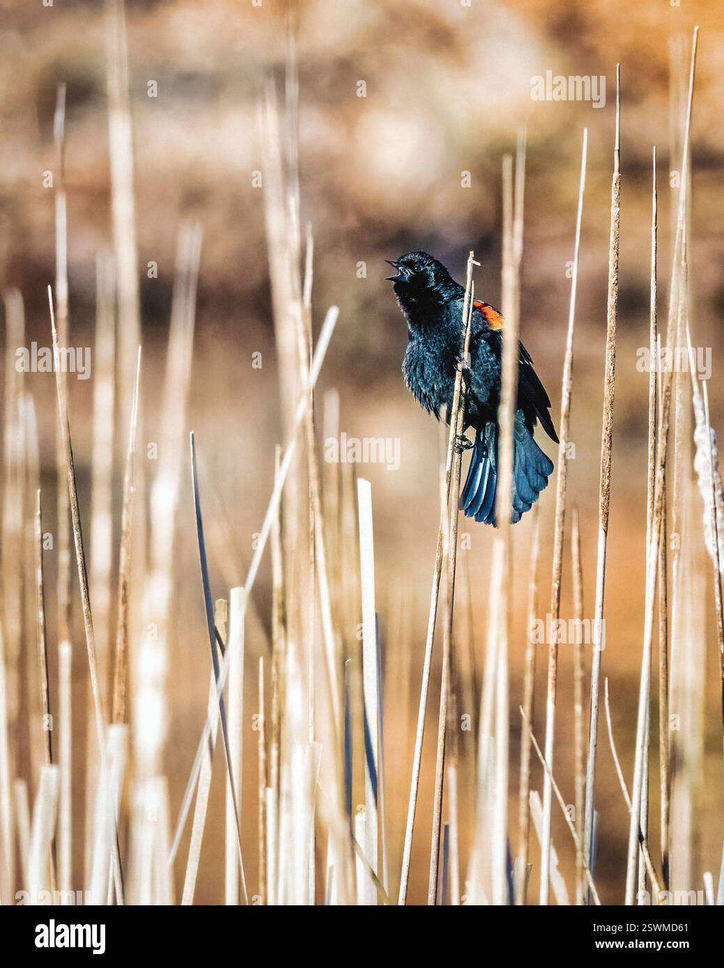 A black bird, likely a red-winged blackbird, is perched on tall ...