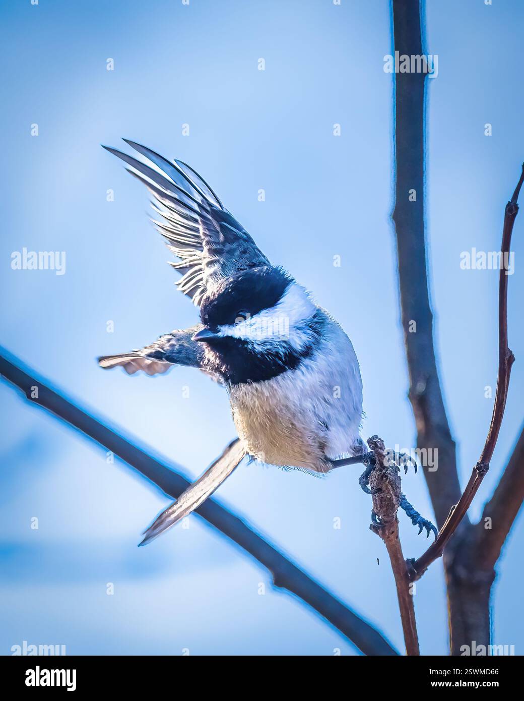 A small bird, resembling a chickadee, perches on a thin branch with ...