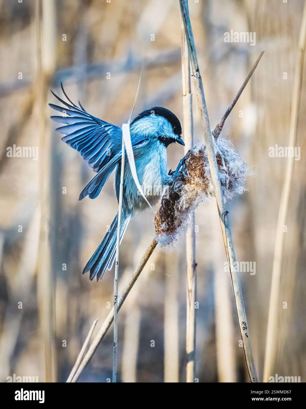 Black capped chickadee hi-res stock photography and images - Alamy