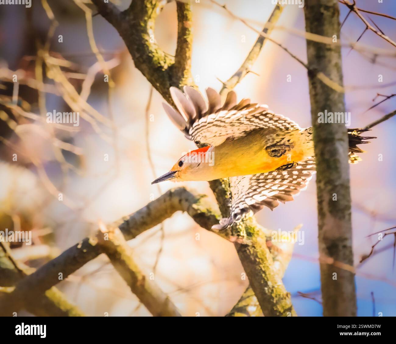A woodpecker with striking red and black markings is captured mid ...