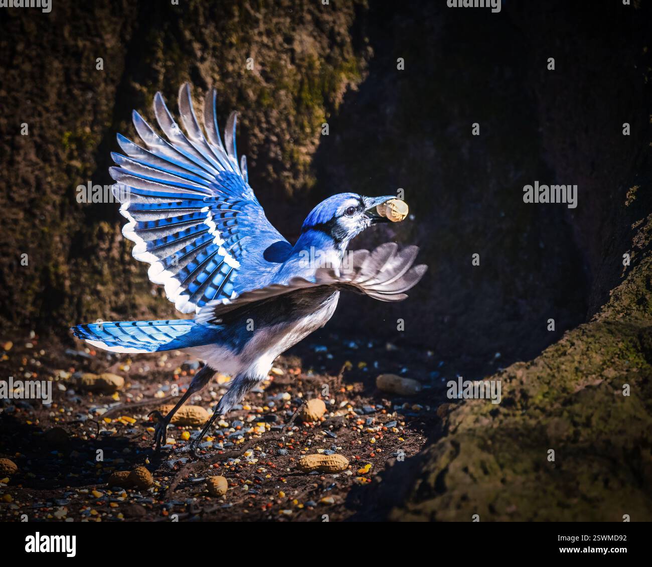 Blue jay flying hi-res stock photography and images - Alamy