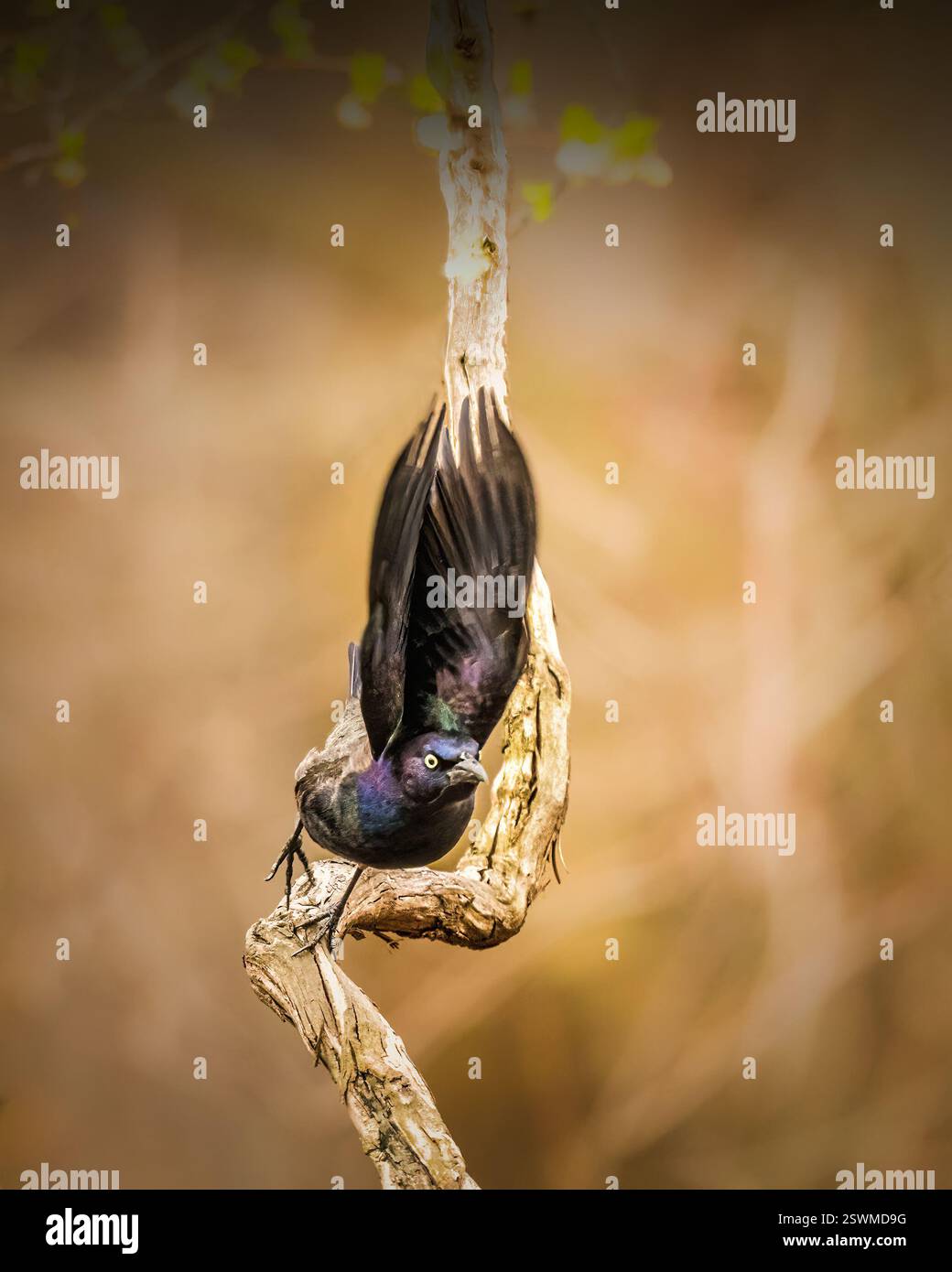 A bird with iridescent plumage perches on a twisted branch, its wings ...