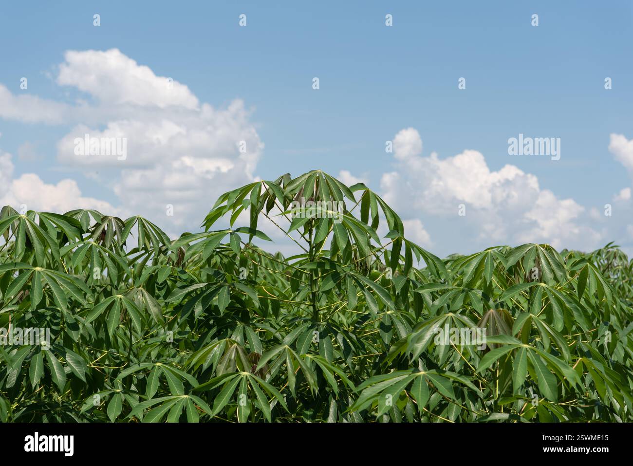 Nature of sweet potatoes plantation or yam farming on rural land green ...