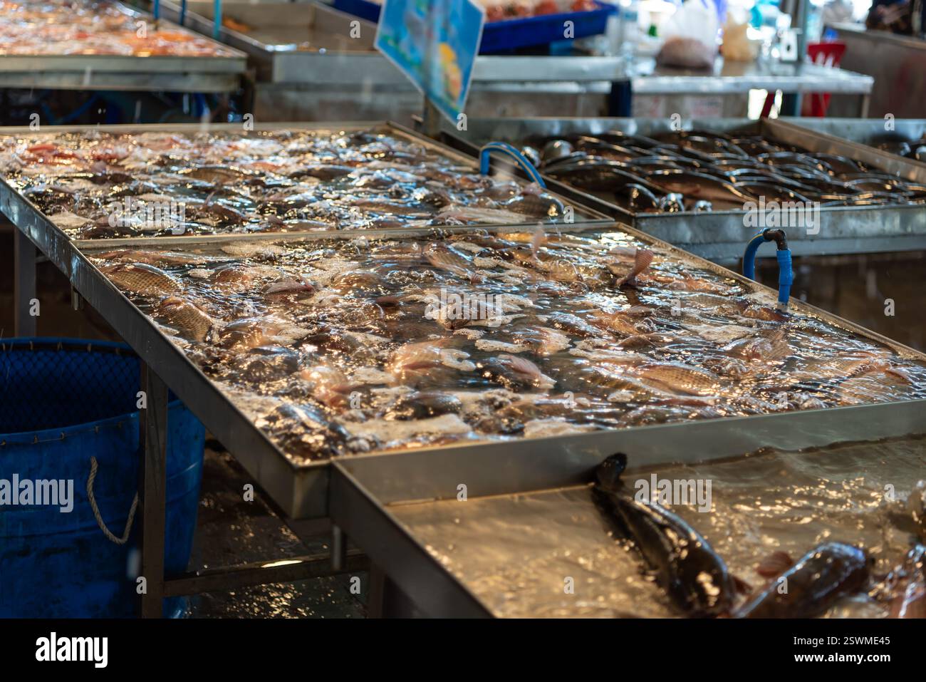 Whole fresh raw sea fishes variety premium grade for sale at seafood ...