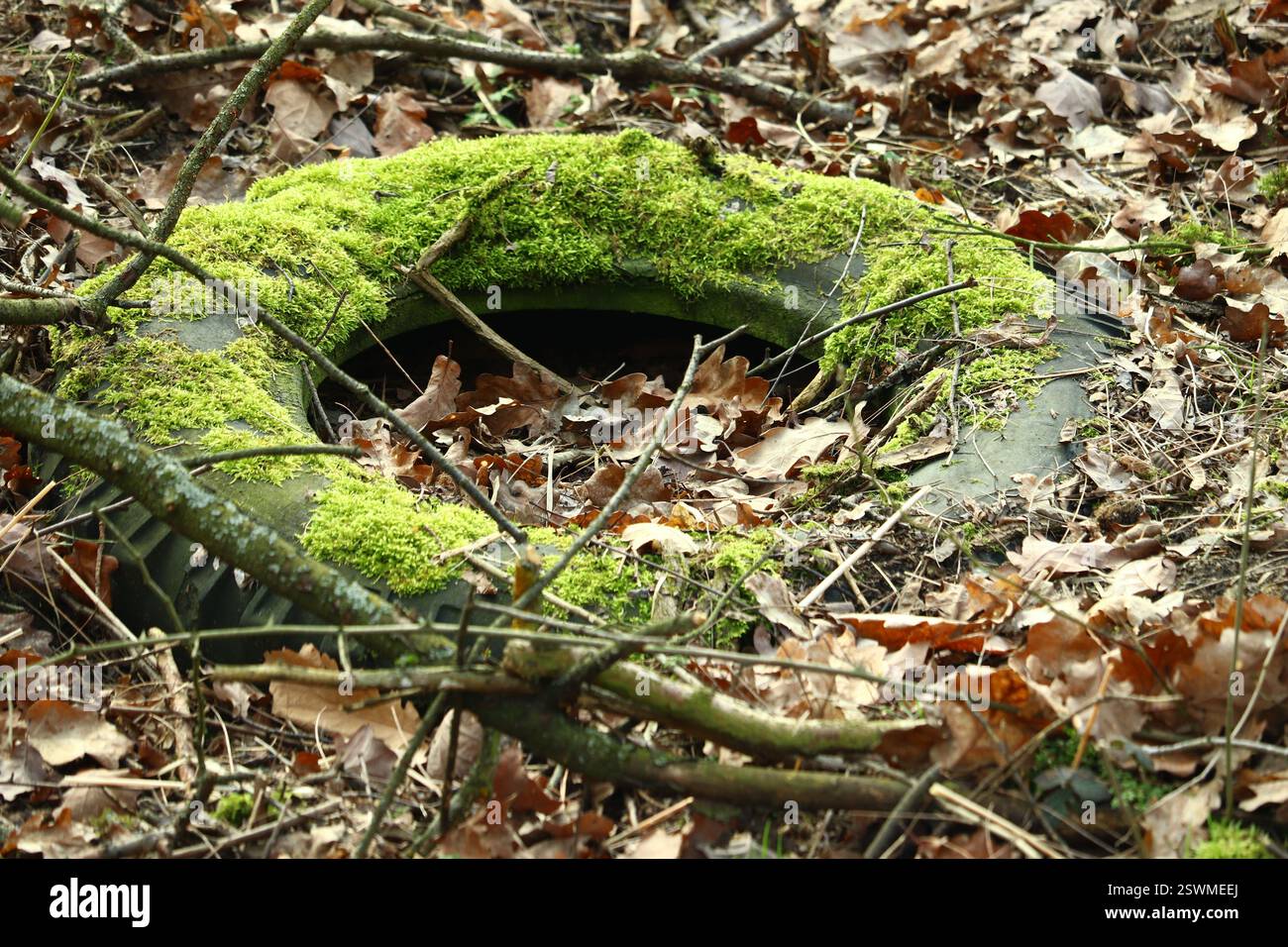 rubber in the forest covered with moss Stock Photo - Alamy