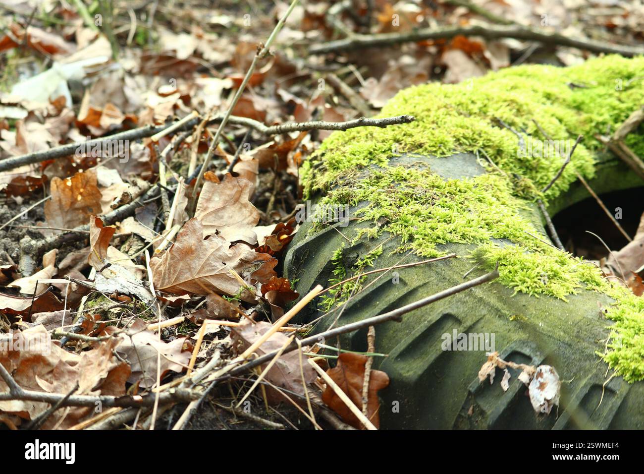 rubber in the forest covered with moss Stock Photo - Alamy