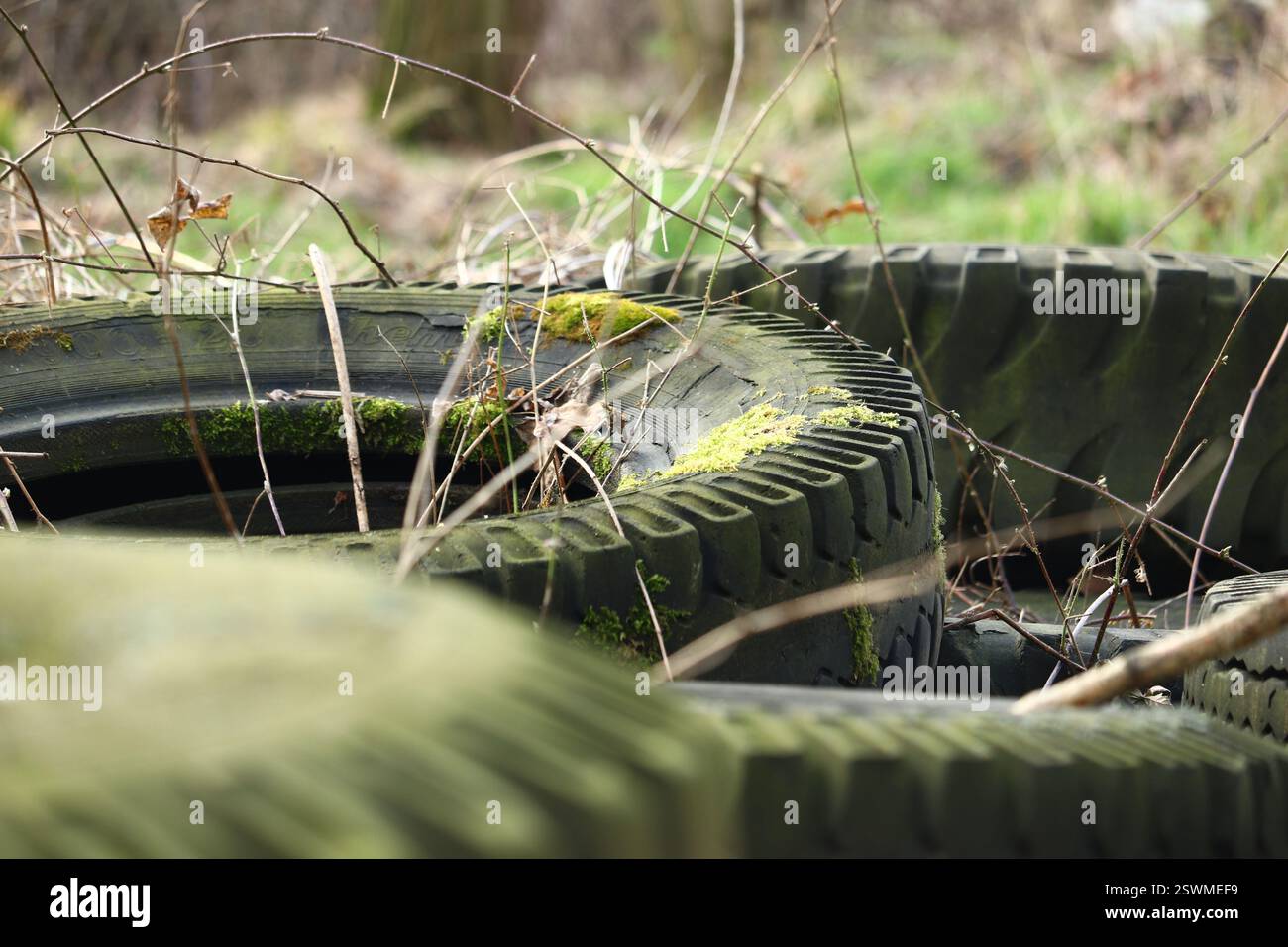 rubber in the forest covered with moss Stock Photo - Alamy