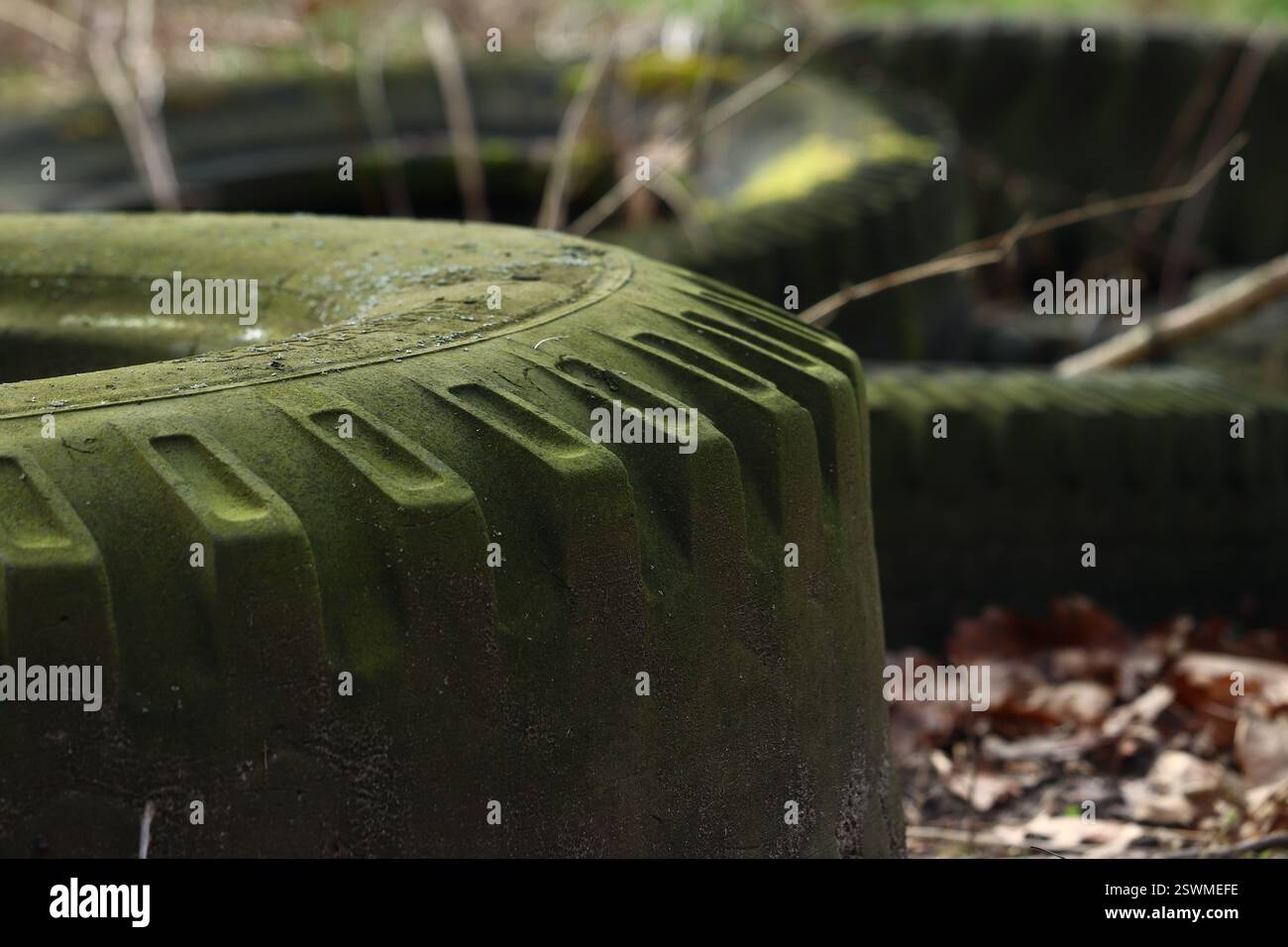 rubber in the forest covered with moss Stock Photo - Alamy